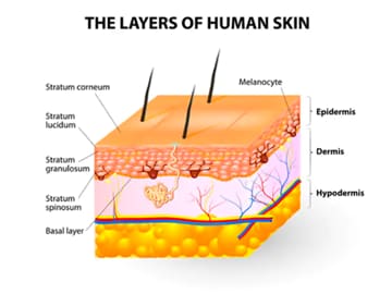 Skin structure and layers of the skin | Bepanthen cream